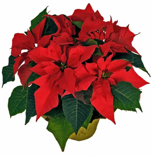 Best-Selling Flower Arrangements – Florals by Steen